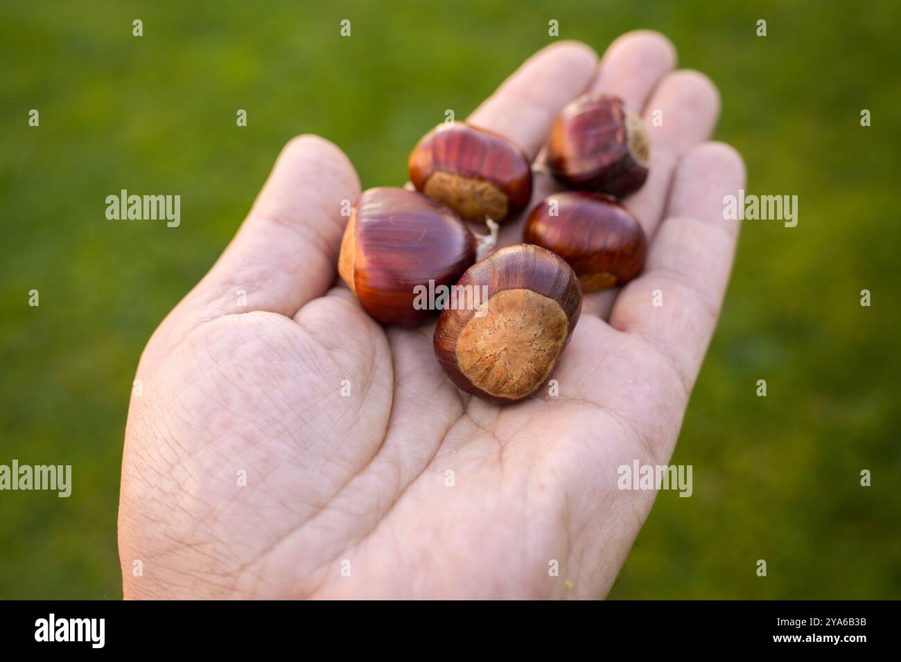 Sweet chestnut peeled in a human hand outdoor Stock Photo - Alamy