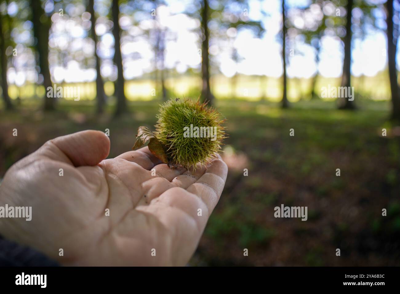 Sweet chestnut peeled in a human hand outdoor Stock Photo - Alamy