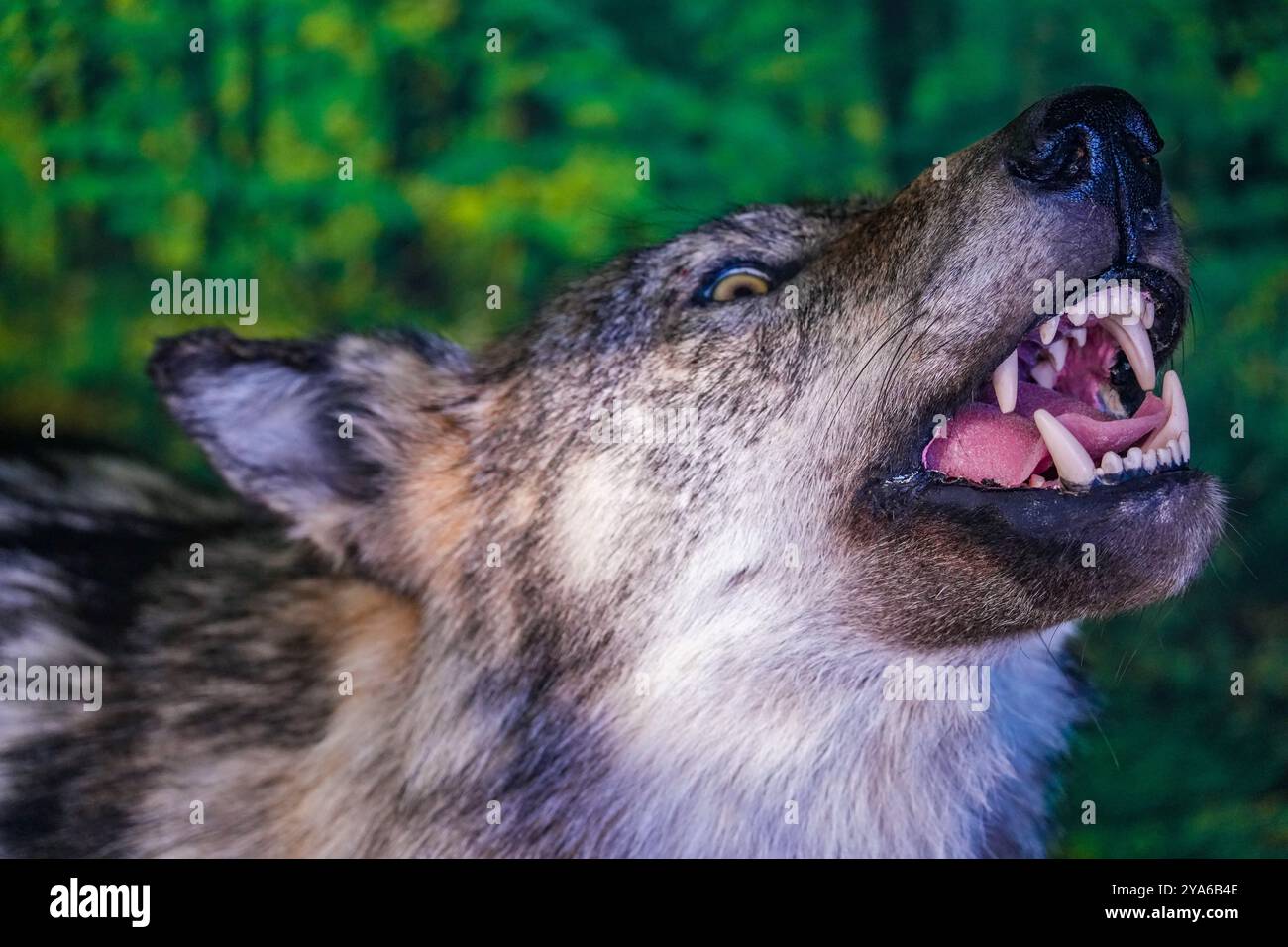 Head of a stuffed wolf with threatening teeth Stock Photo - Alamy