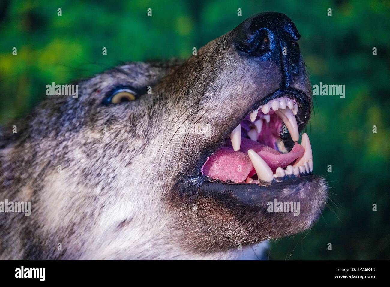 Head of a stuffed wolf with threatening teeth Stock Photo - Alamy