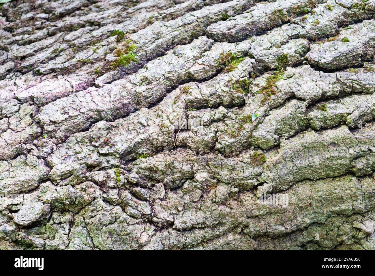 Rough tree bark surface hi-res stock photography and images - Alamy