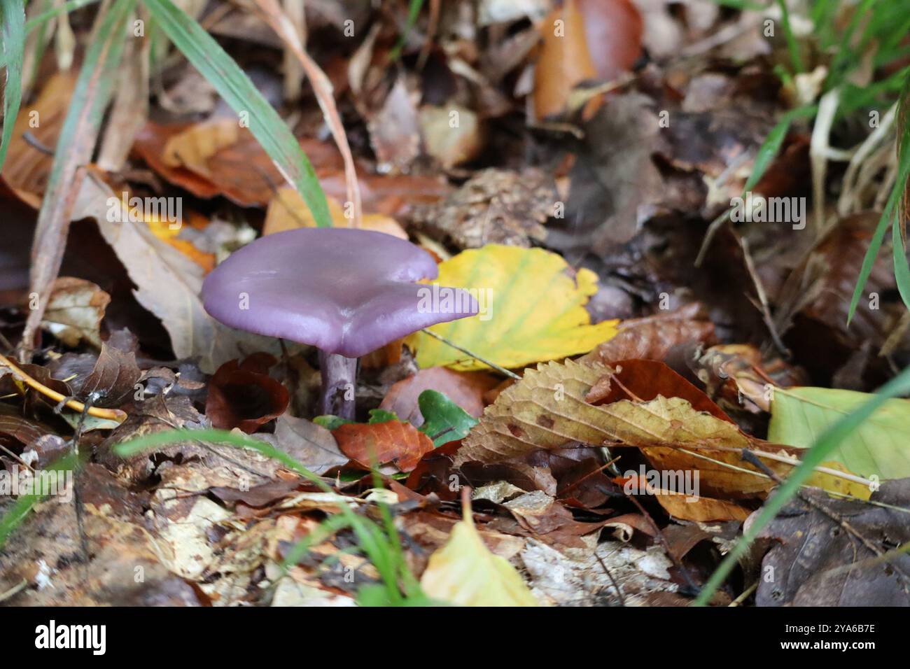 Blue foot mushrooms hi-res stock photography and images - Alamy
