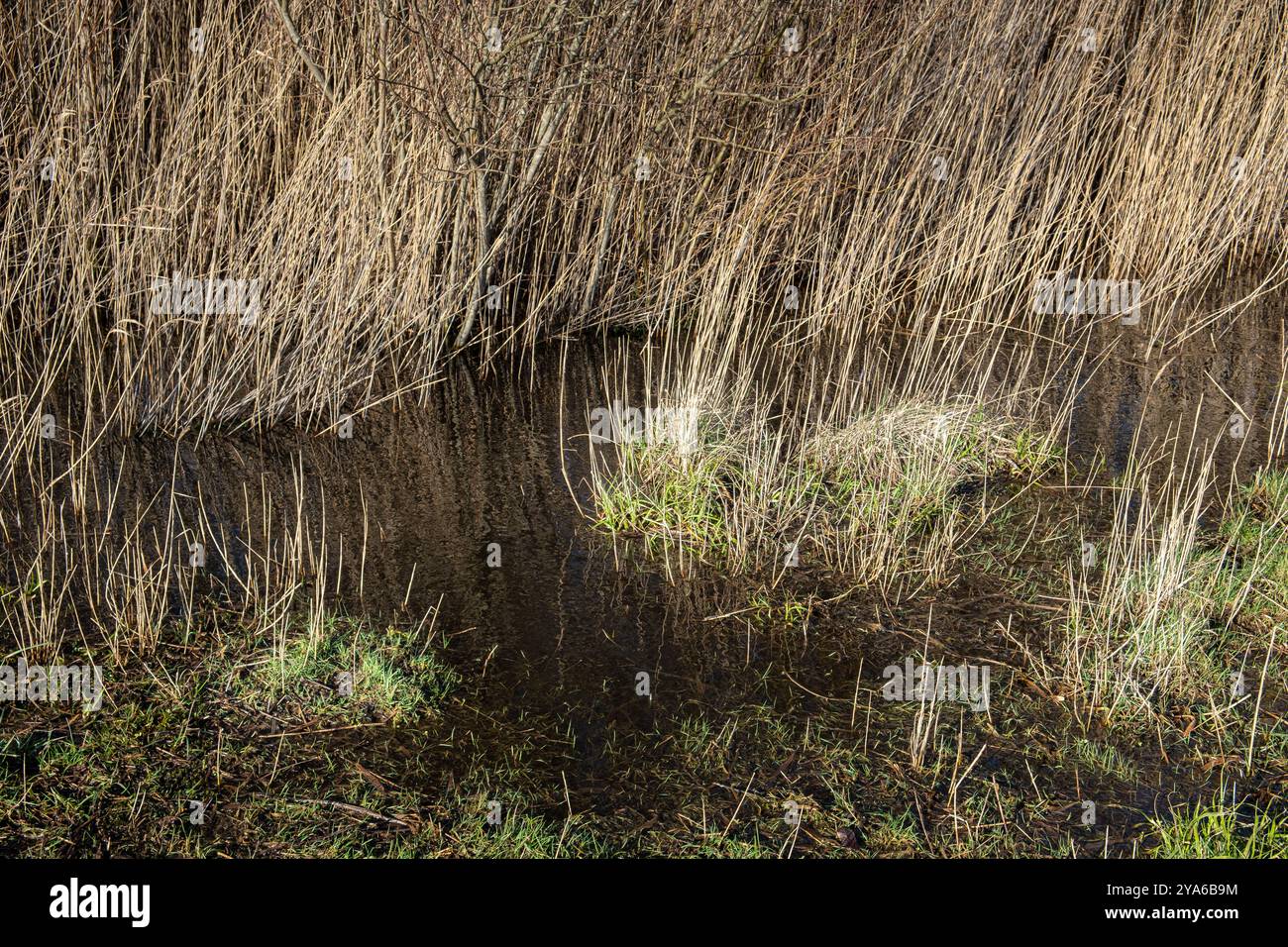 Long grass growing in a wetland swamp Stock Photo - Alamy