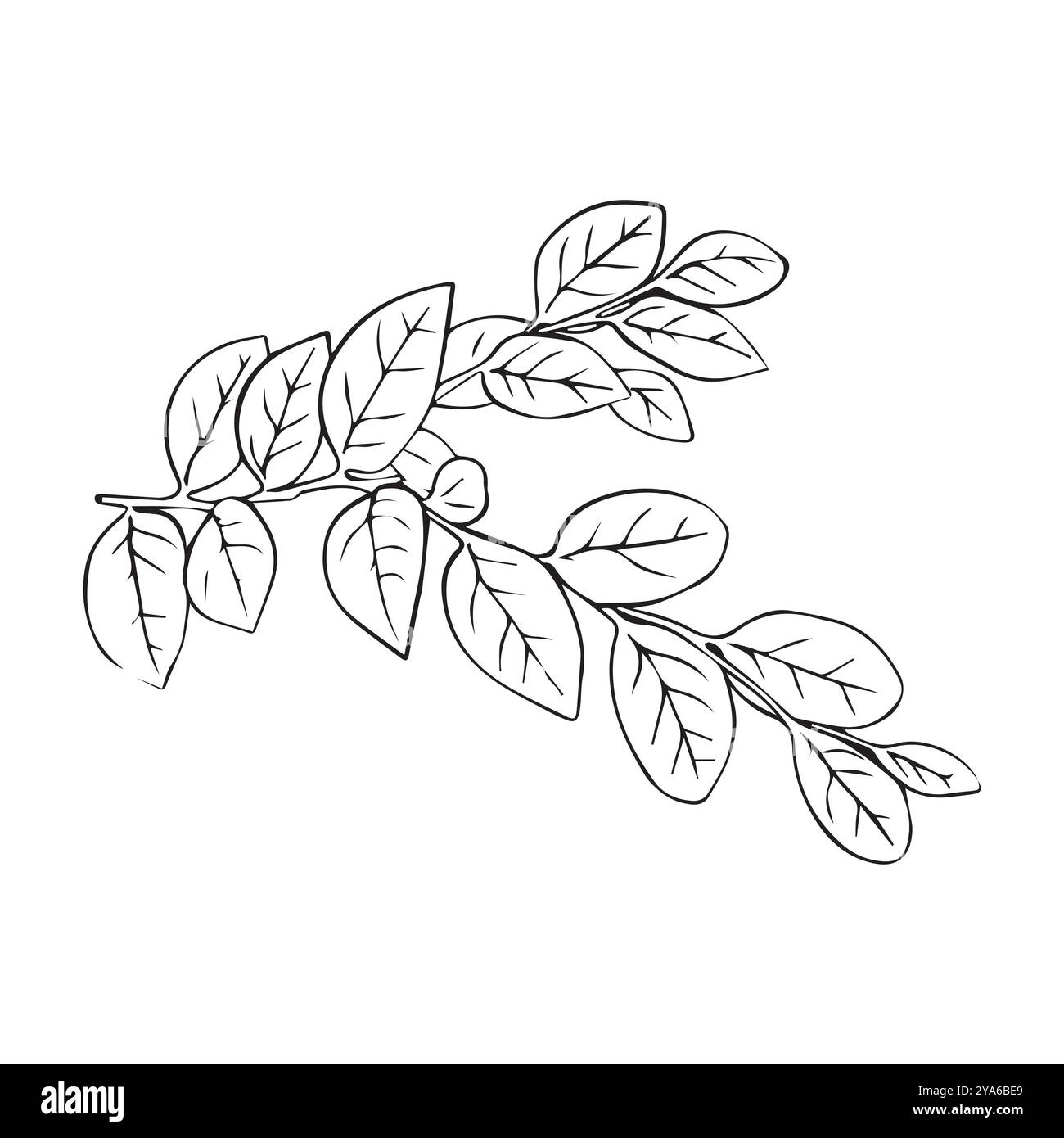 Leaves continuous line drawing. Abstract minimal botanical art. Vector ...