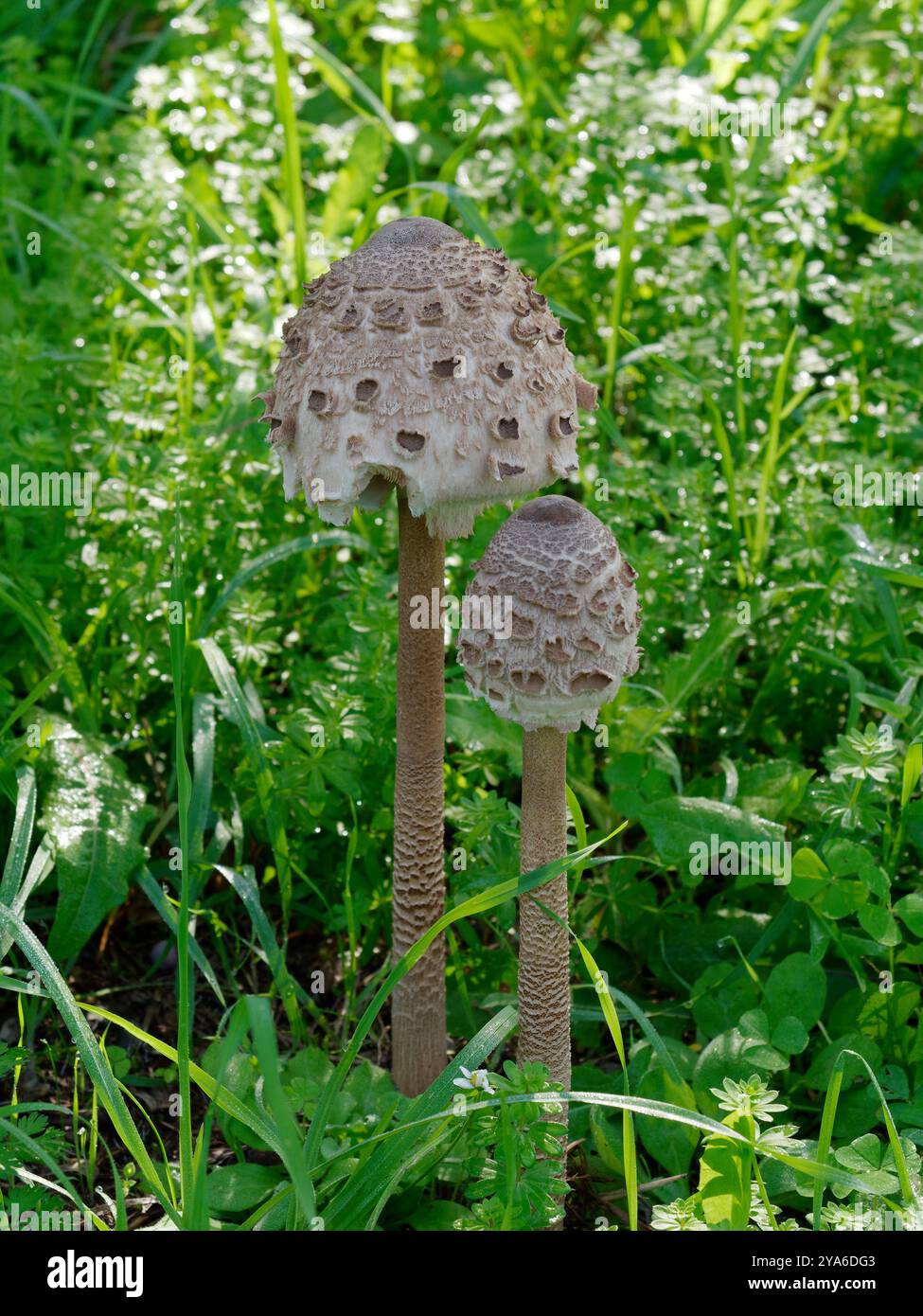 Close up parasol hi-res stock photography and images - Alamy