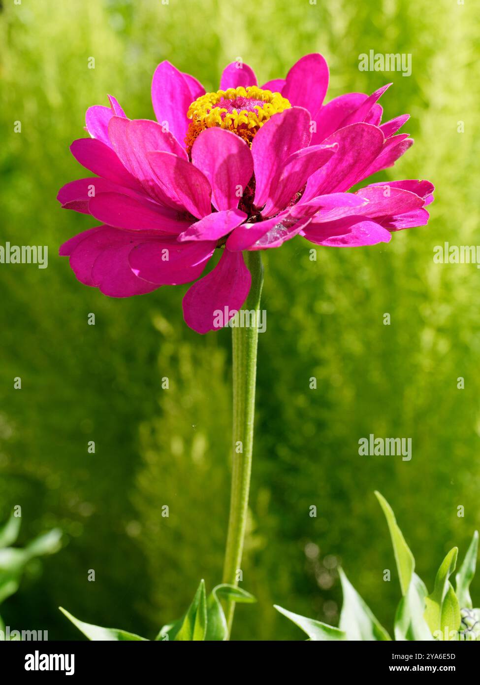 Prince flower hi-res stock photography and images - Alamy