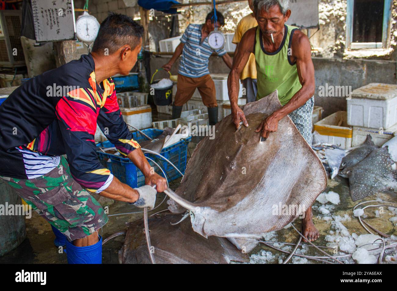 October 12, 2024, Subang, West Java, Indonesia: Residents weigh stingrays sold from fishermen in ...