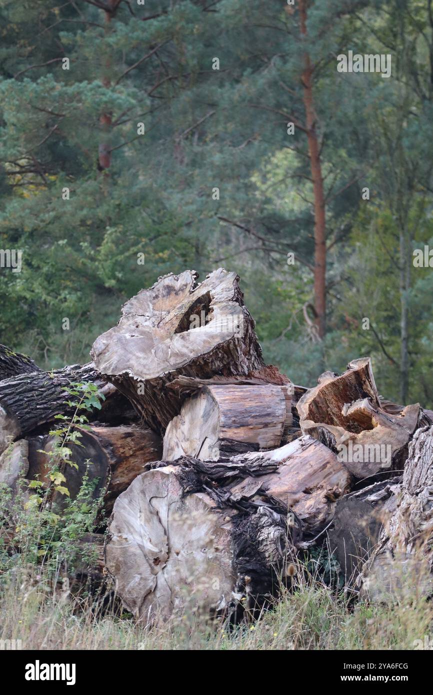 actually Logs ready for use as Firewood Stock Photo - Alamy