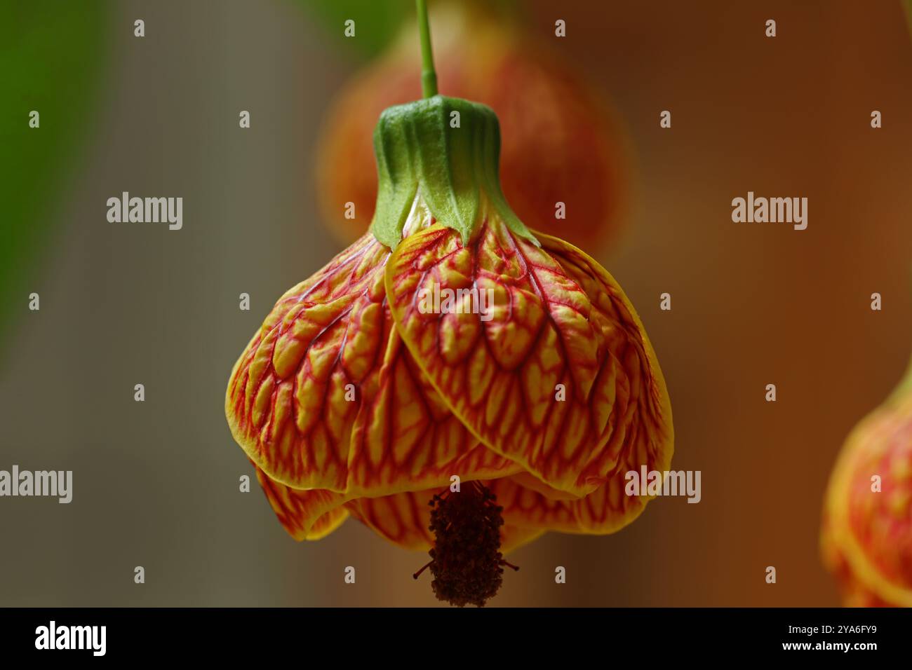 Bell lantern shaped flower hi-res stock photography and images - Alamy