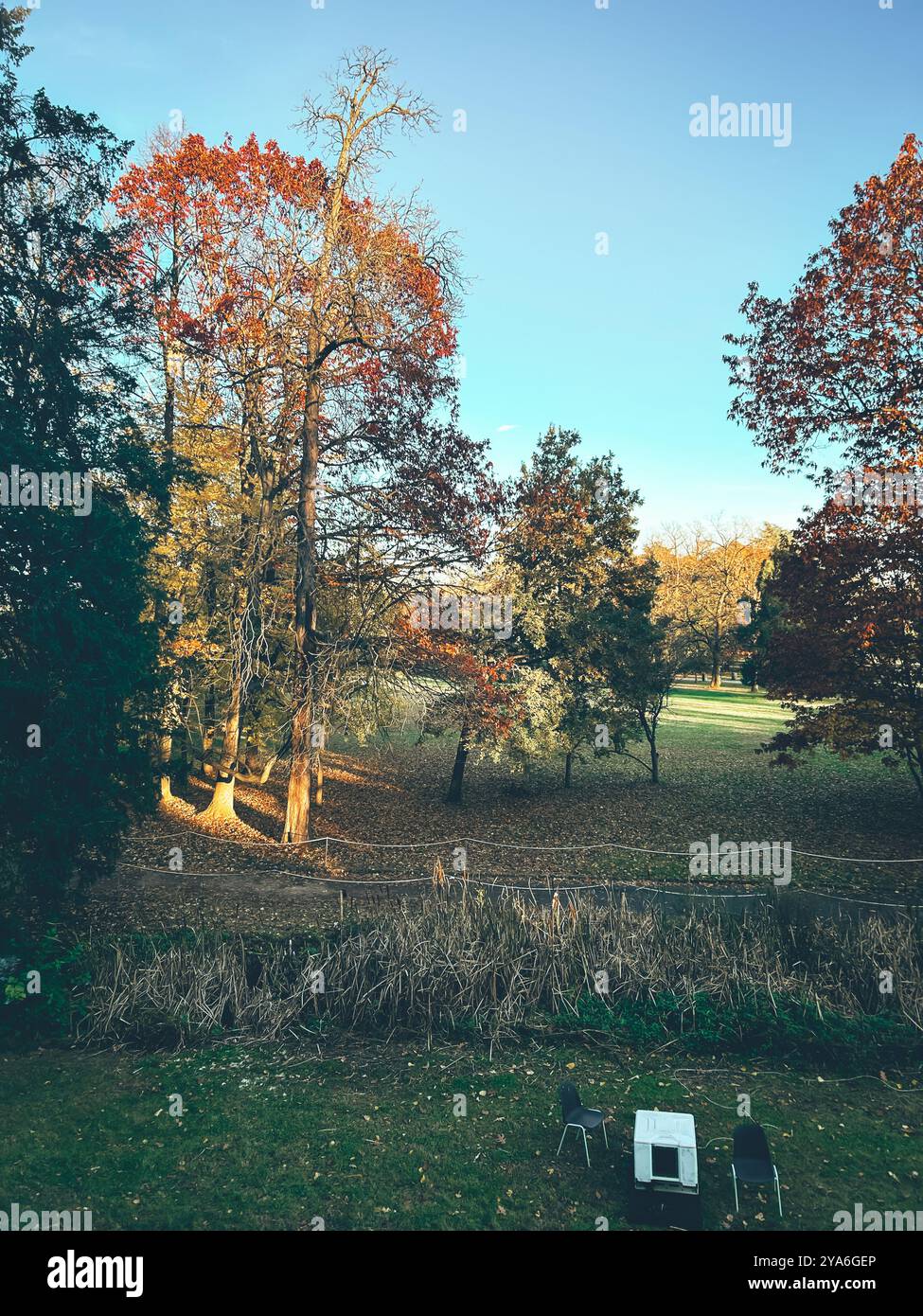 A bright autumn scene in Monza, Italy, featuring tall trees with golden ...