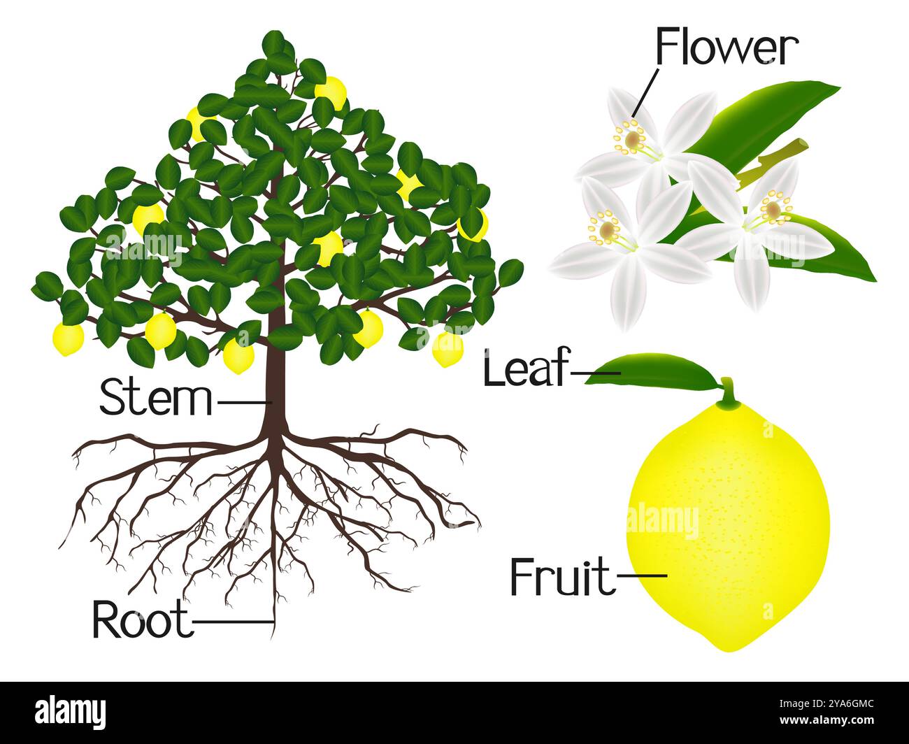Plants with edible parts Stock Vector Images - Alamy