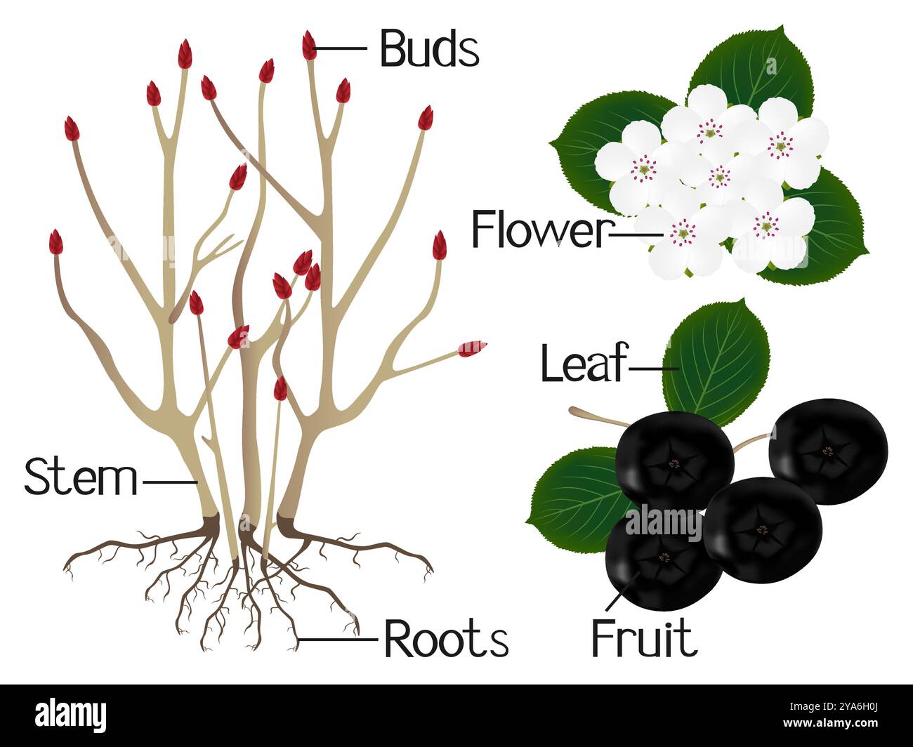 Aronia plants Stock Vector Images - Alamy