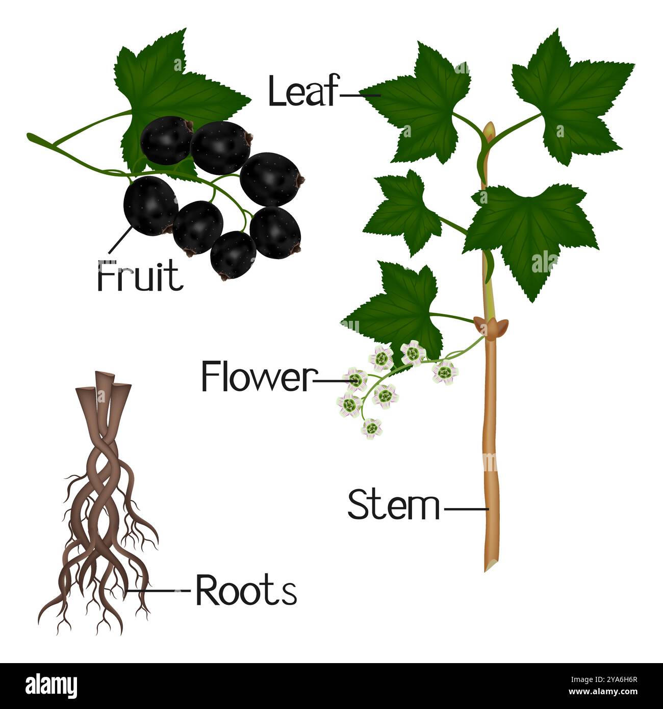 An illustration showing parts of a black currant plant Stock Vector ...