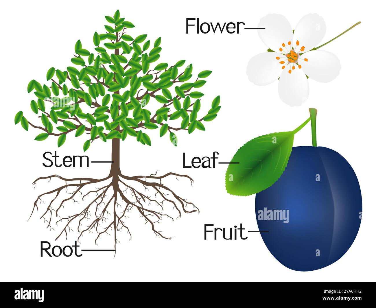 The illustration shows part of the plum plants Stock Vector Image & Art ...