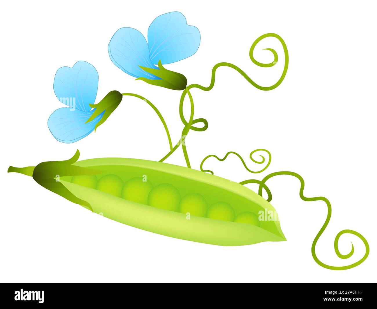 Green pea pod and flower isolated on white background Stock Vector ...