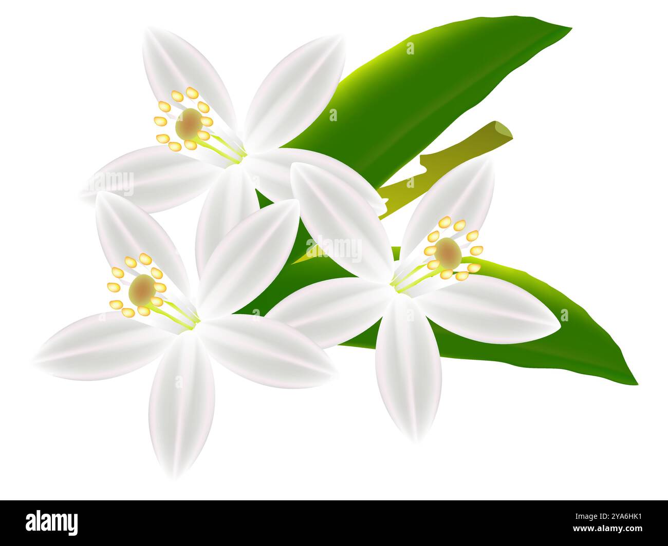 Floral background with lemon flowers Stock Vector Image & Art - Alamy