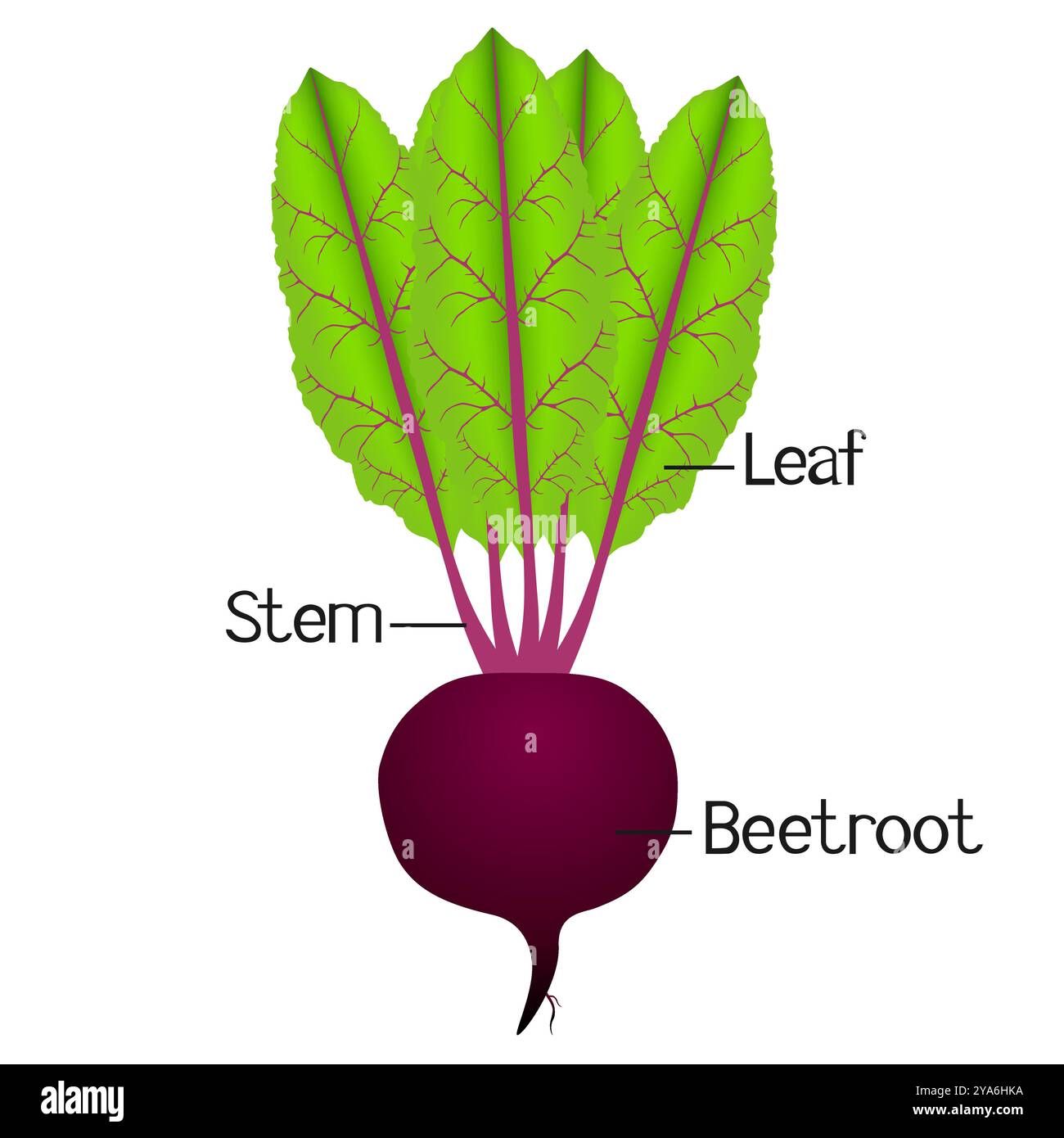 Illustration shows plant anatomy hi-res stock photography and images ...