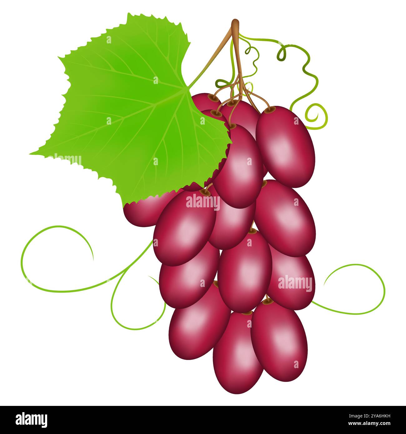White sweet grape tasty Stock Vector Images - Alamy