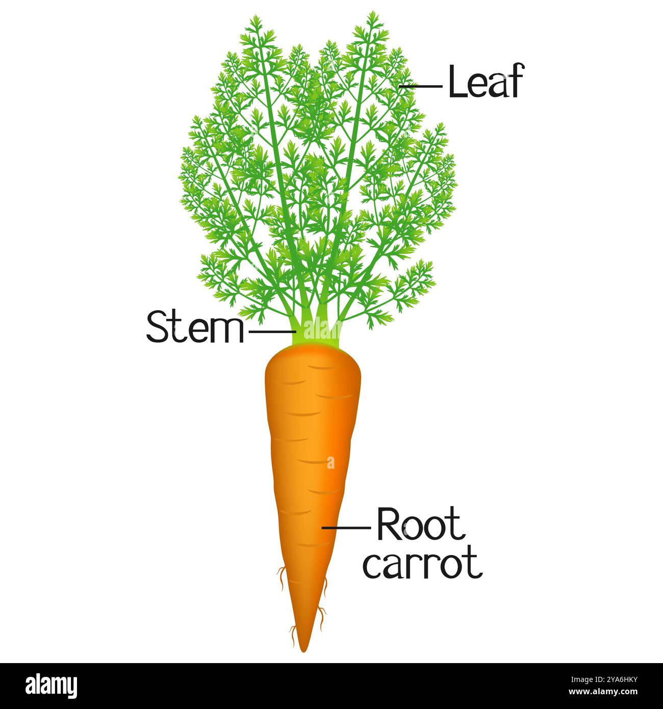 The illustration shows part of the carrot plant Stock Vector Image ...