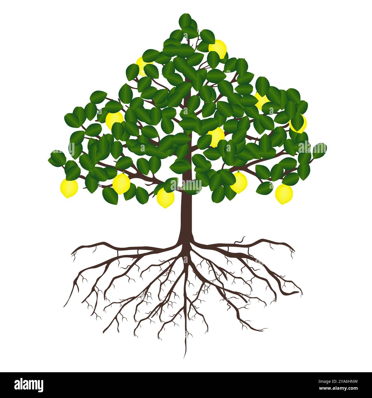 Lemon tree with roots on white background Stock Vector Image & Art - Alamy