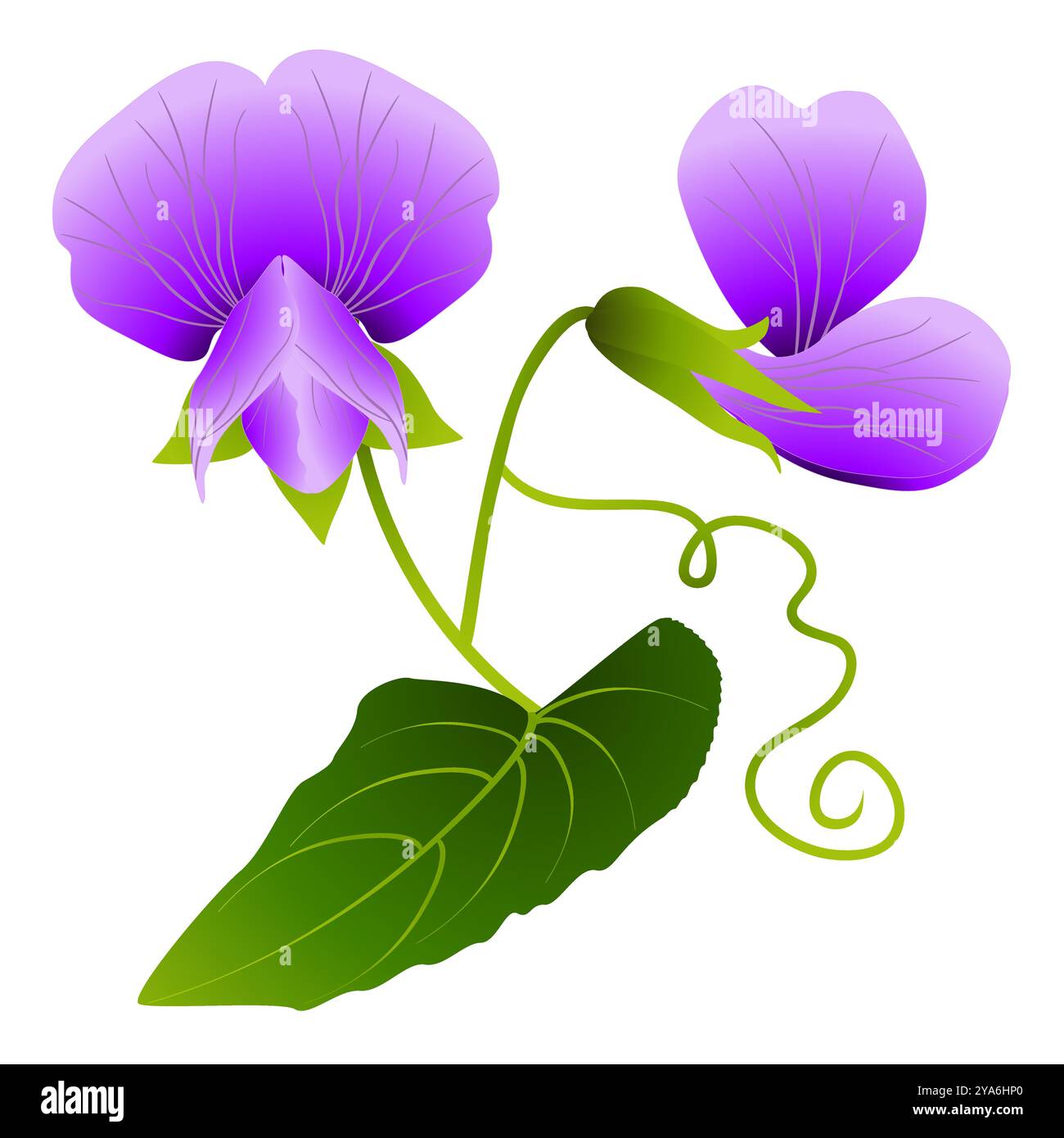 Sweet pea flowers garden Stock Vector Images - Alamy