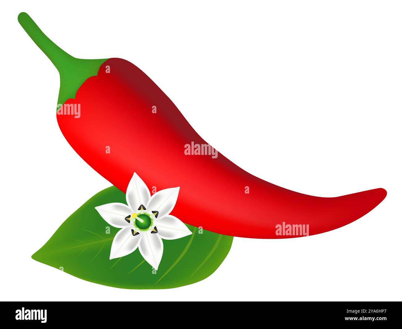 Red chili pepper with leaf and flower Stock Vector Image & Art - Alamy