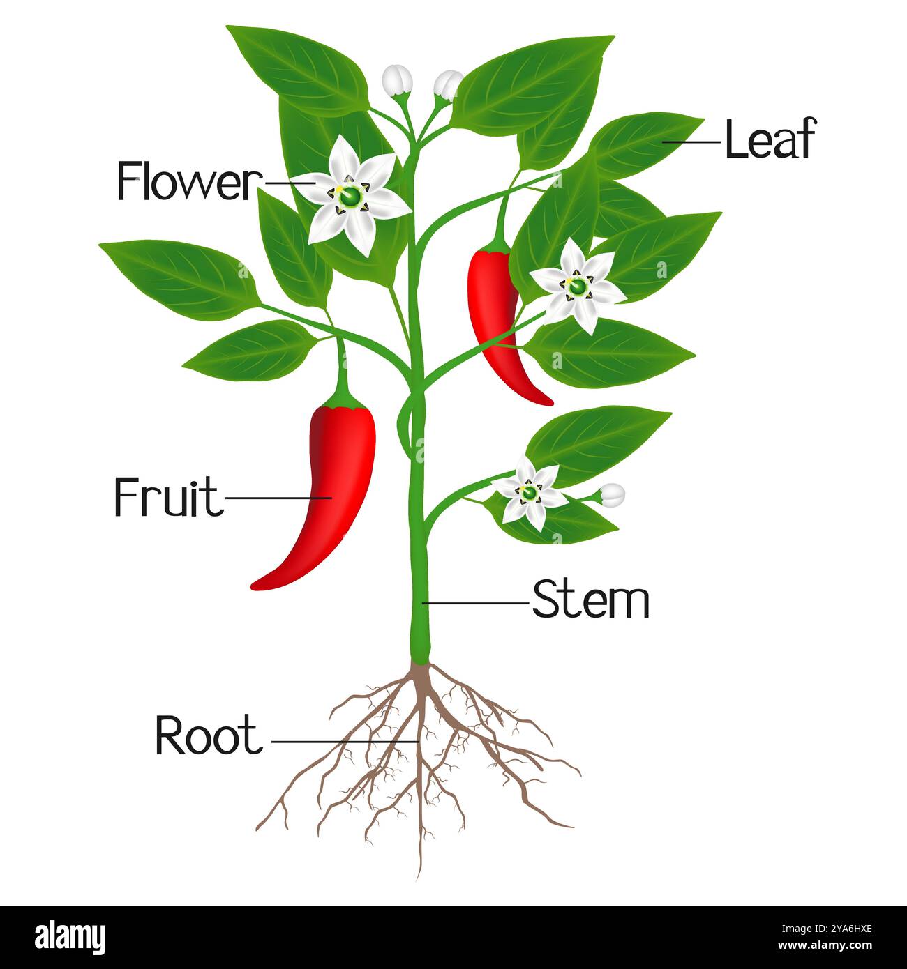 An illustration showing parts of a chili pepper plant Stock Vector ...
