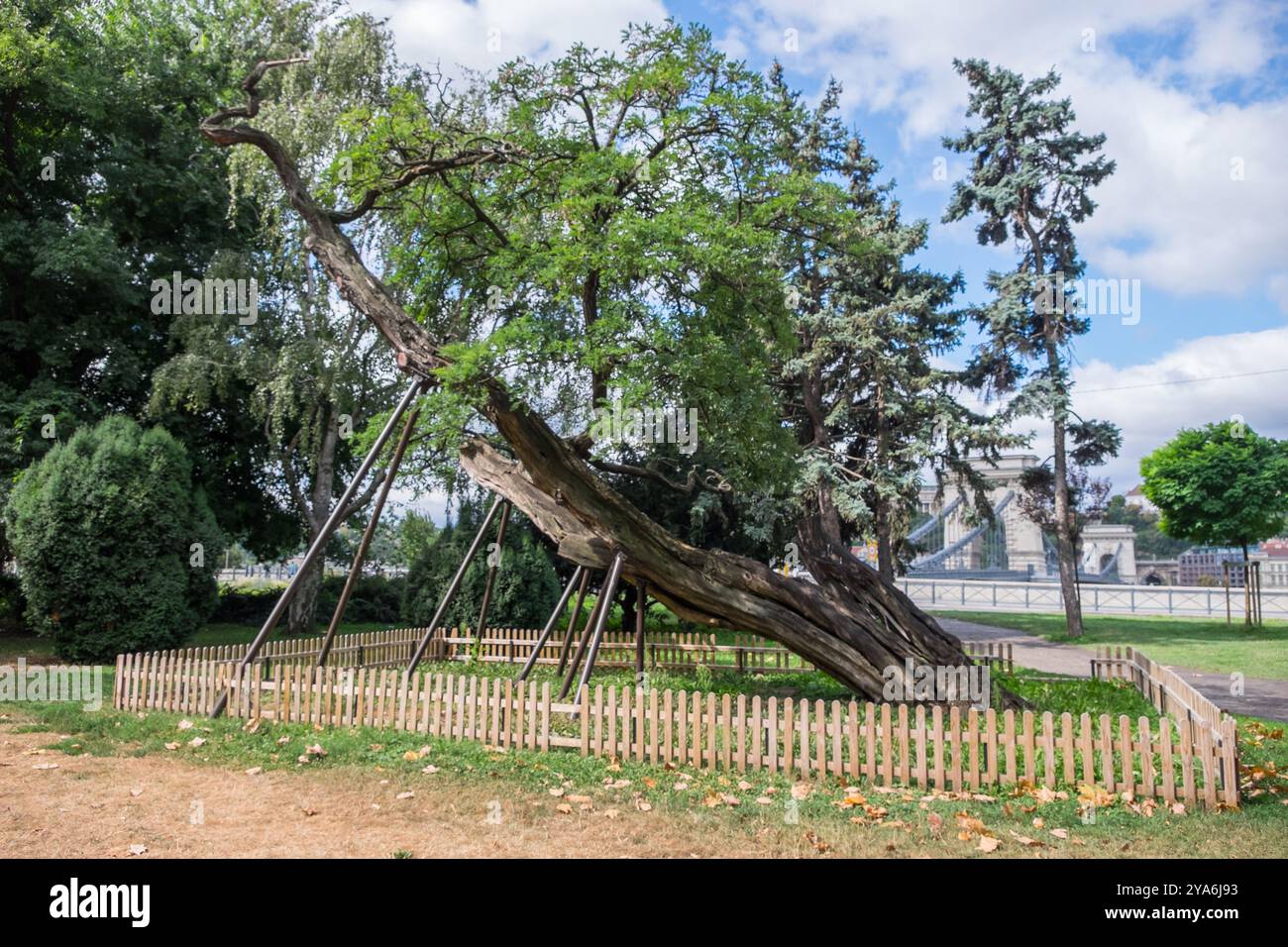 Old acacia tree in Stephen Széchenyi Square, Budapest, Hungary Stock ...