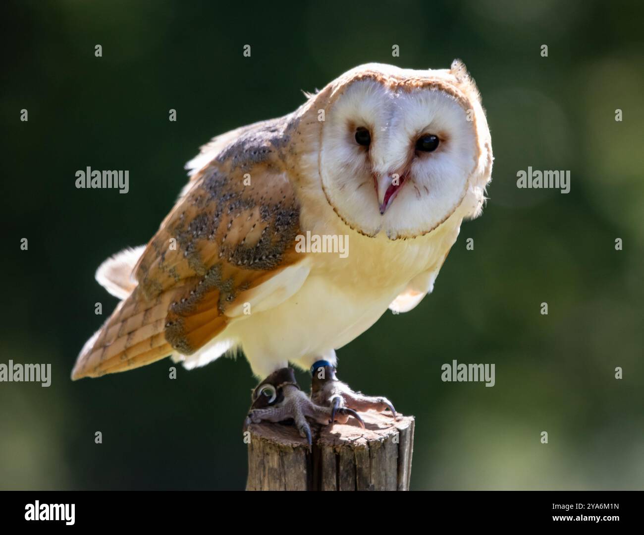 Western Barn Owl (Tyto Alba Stock Photo - Alamy