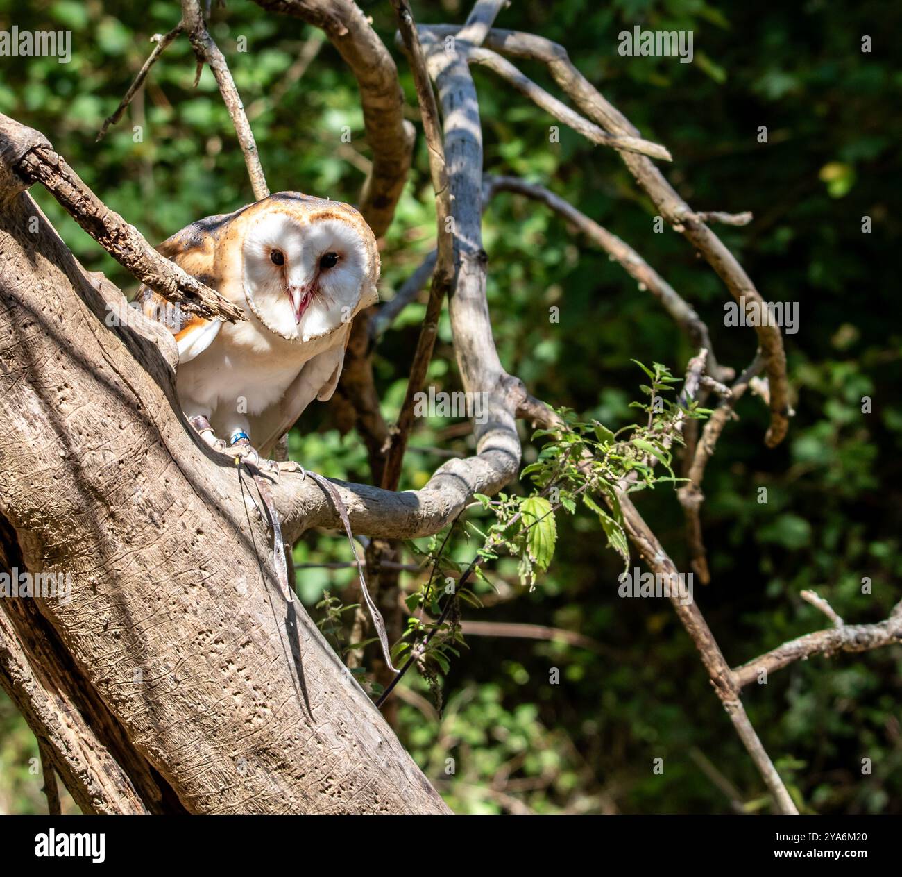 Western barn owl tyto hi-res stock photography and images - Alamy
