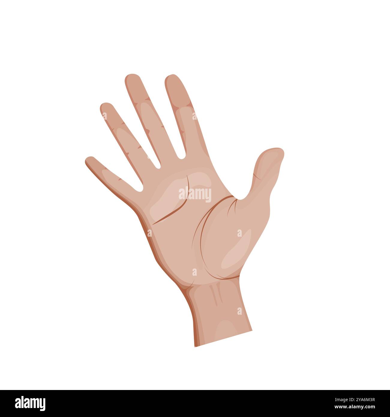 Human Hand Vector Illustration on white background Stock Vector Image ...