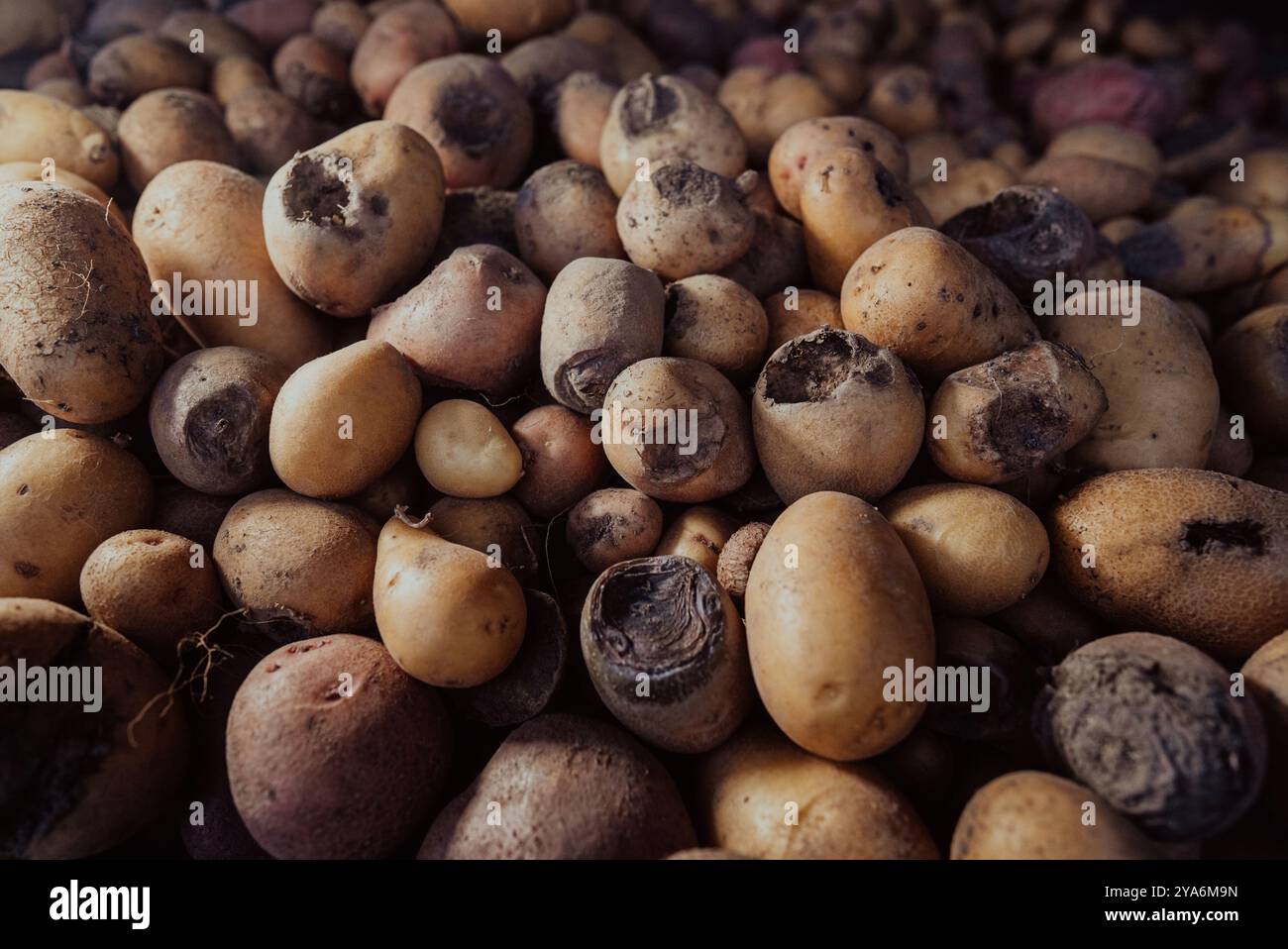 Bad spoiled potatoes, wireworm eaten, unhealthy vegetables. Sick ...
