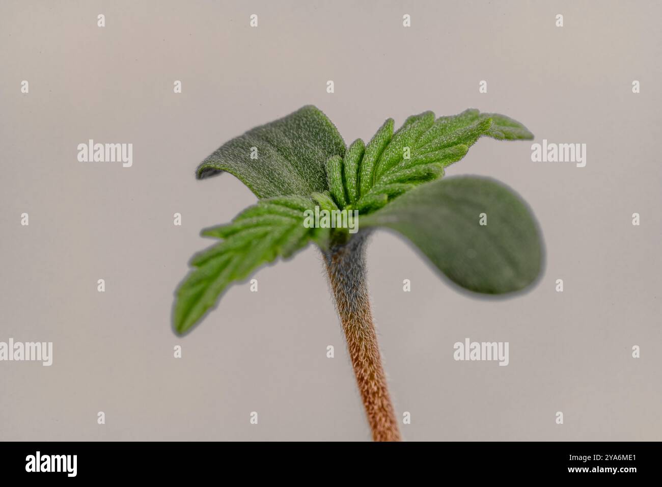 Cannabis oil marijuana leafs hi-res stock photography and images - Alamy