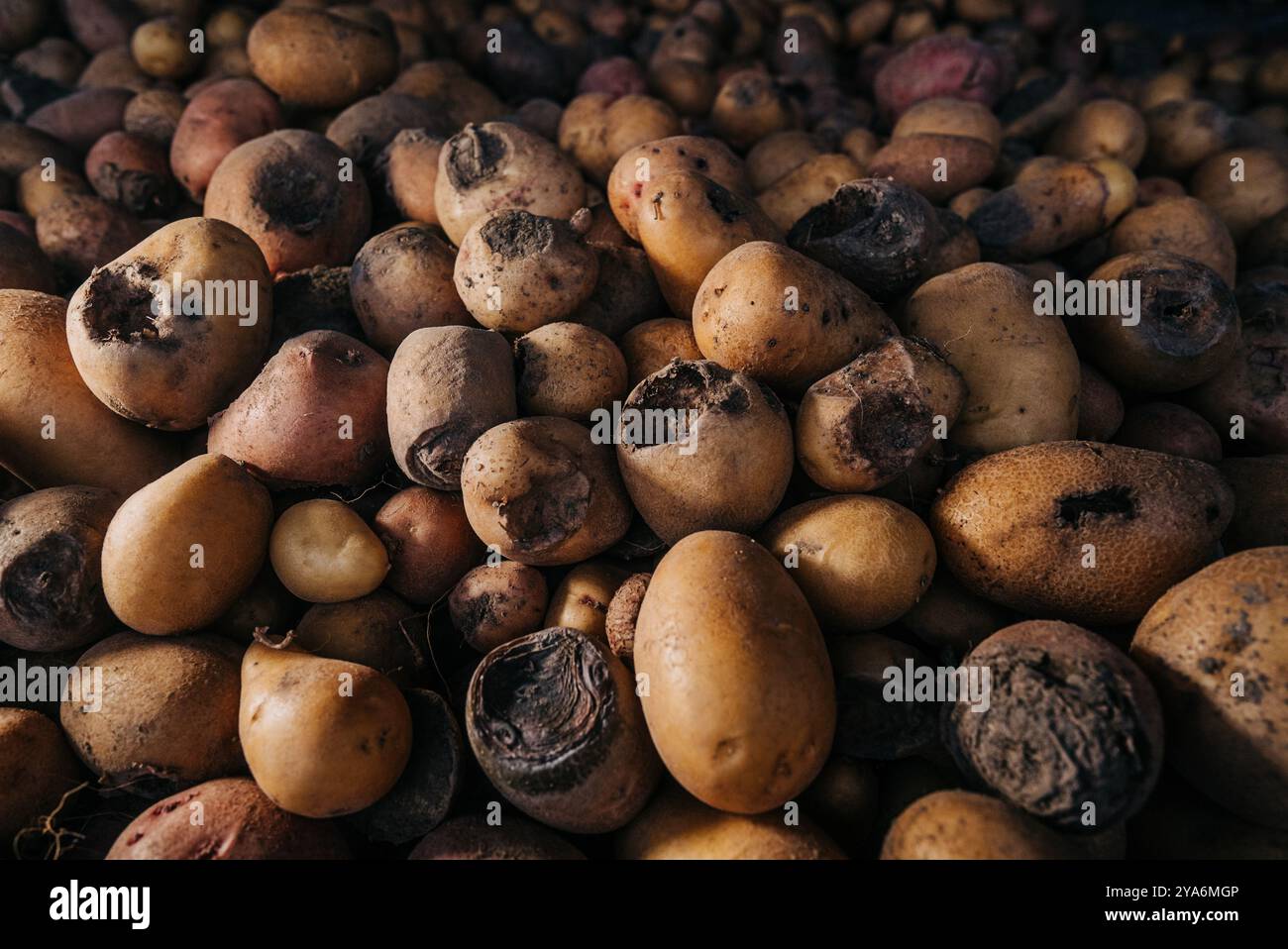 Bad spoiled potatoes, wireworm eaten, unhealthy vegetables. Rotten ...