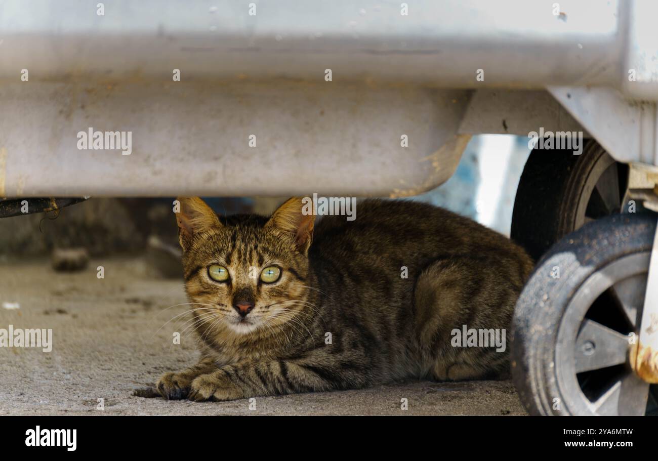 portraits of stray cats in the street Stock Photo - Alamy