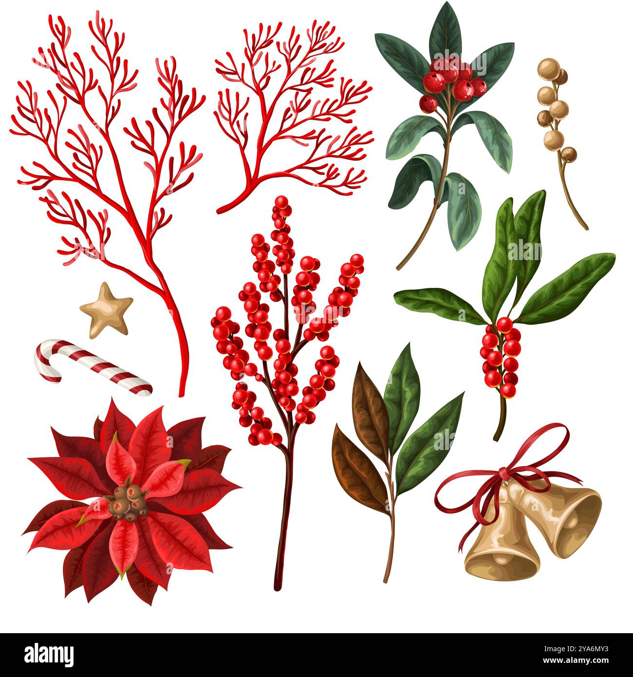 Red berries, poinsettia and bells isolated. Vector Stock Vector Image ...
