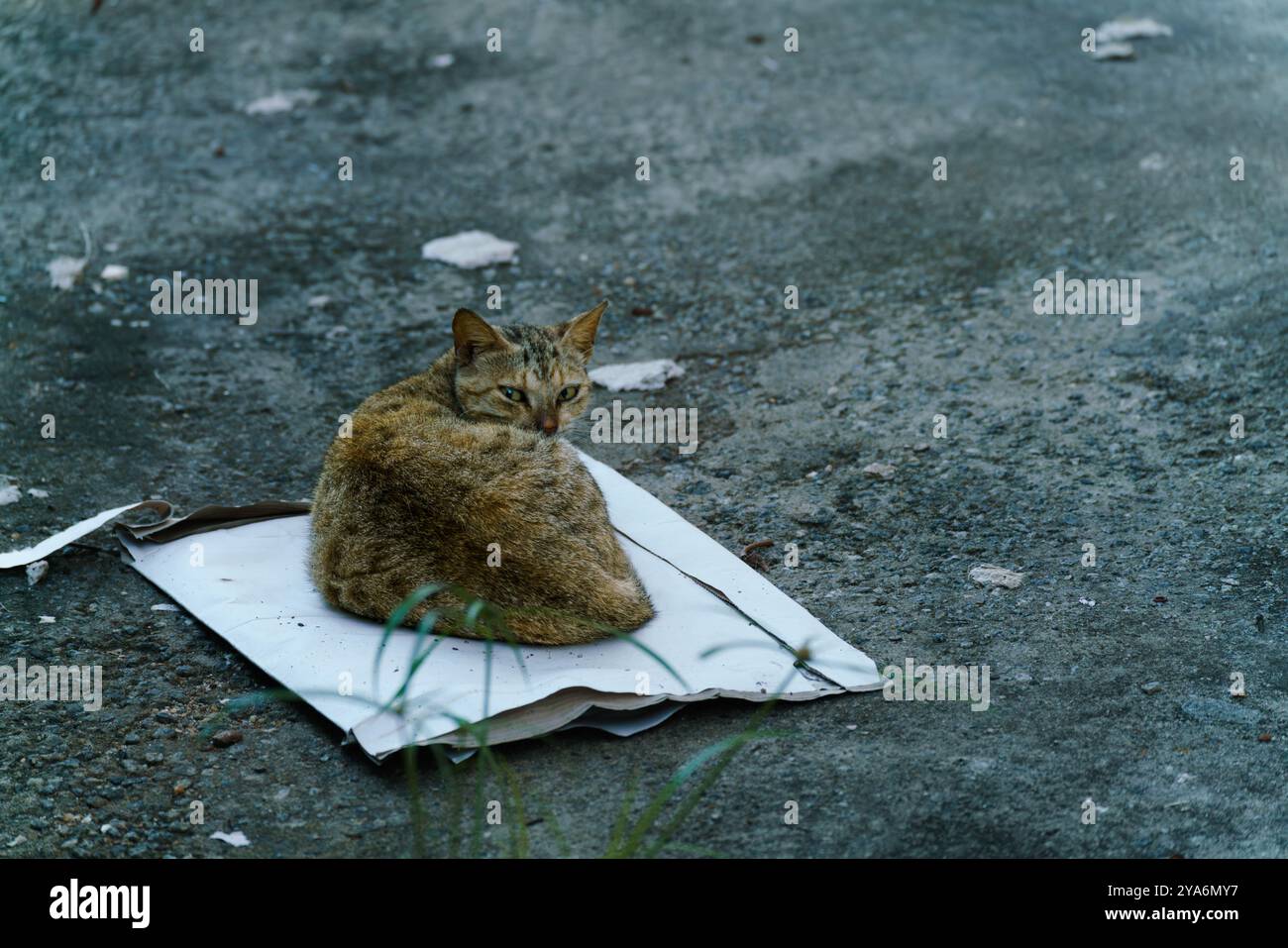 Stray cat shelter hi-res stock photography and images - Alamy