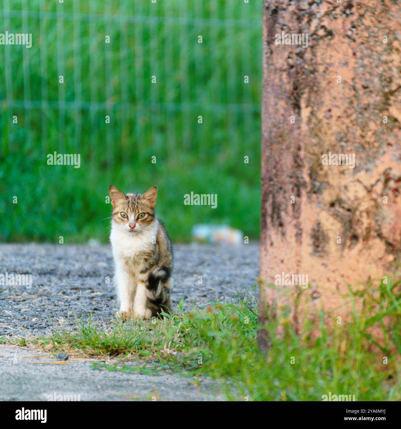 portraits of stray cats in the street Stock Photo - Alamy