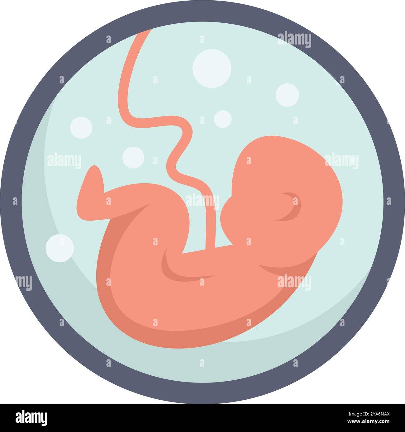 Illustration of a human embryo developing inside the womb, representing the beginning of life ...