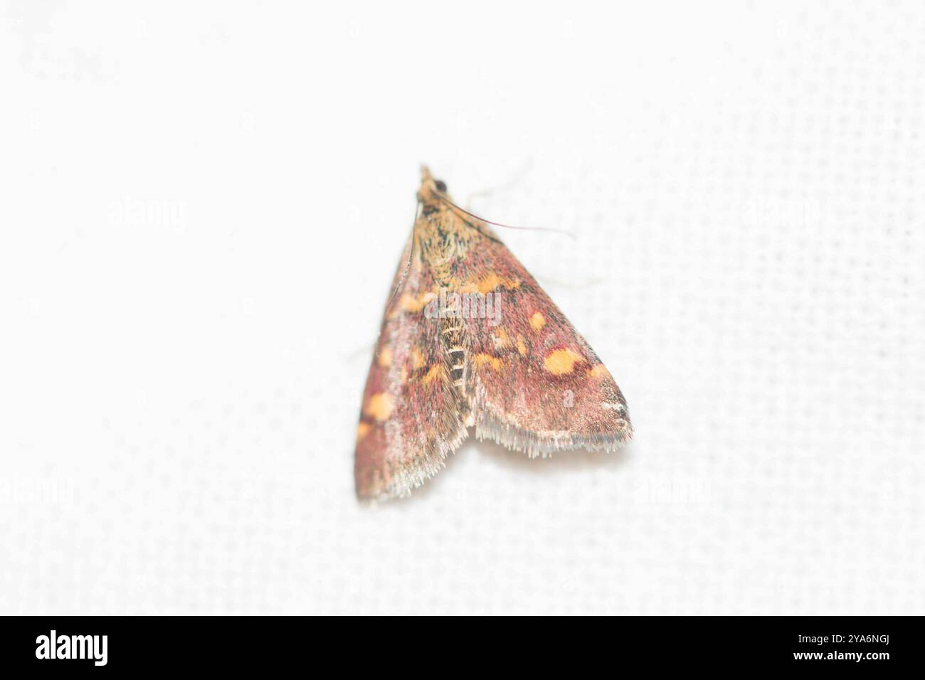 Mint moth Cut Out Stock Images & Pictures - Alamy