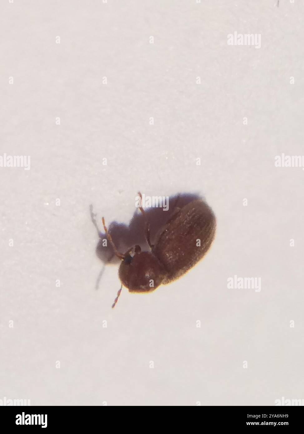 Deathwatch, Spider, and Wood-borer Beetles (Ptinidae) Insecta Stock ...