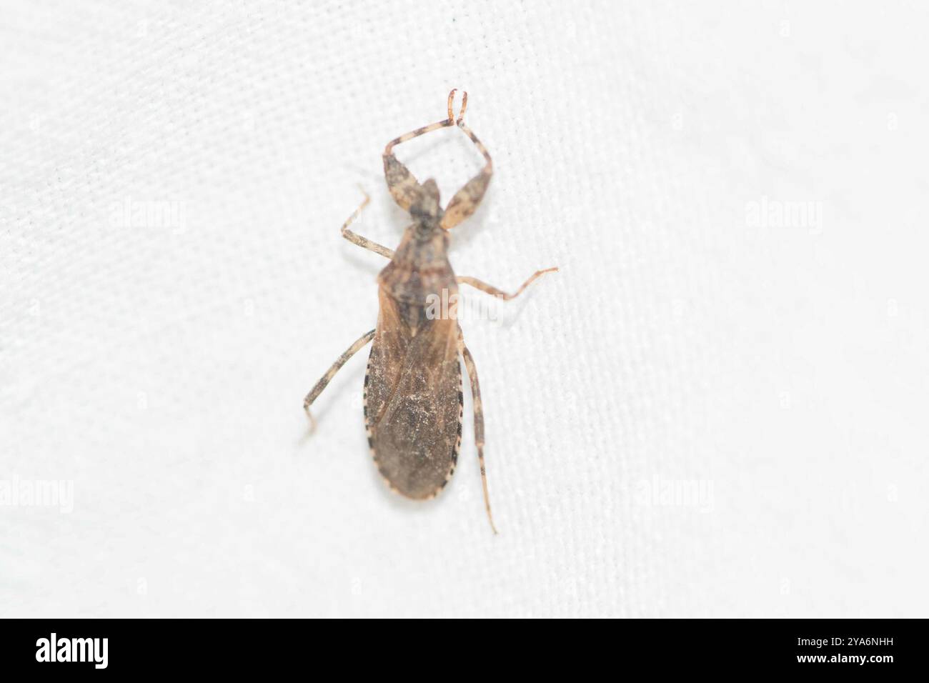 (Oncocephalus squalidus) Insecta Stock Photo - Alamy