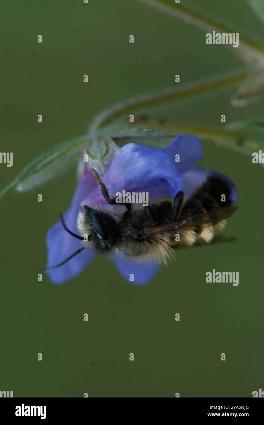 Bees and Apoid Wasps (Apoidea) Insecta Stock Photo - Alamy