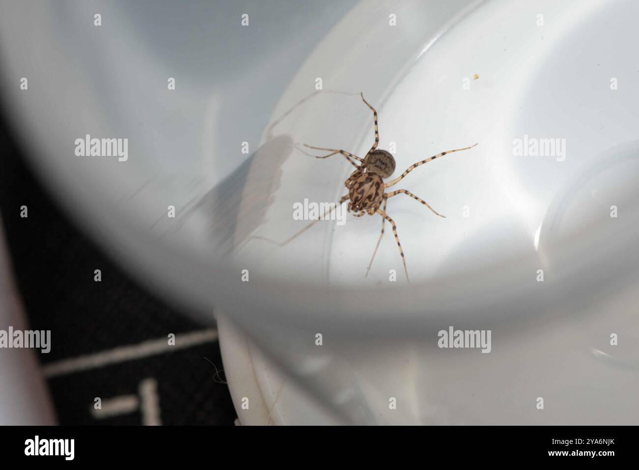 Common spitting spider hi-res stock photography and images - Alamy