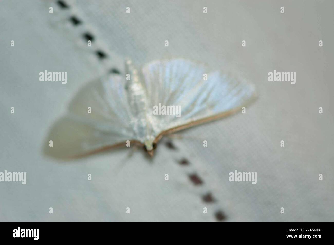 Jasmine Moth (Palpita vitrealis) Insecta Stock Photo - Alamy