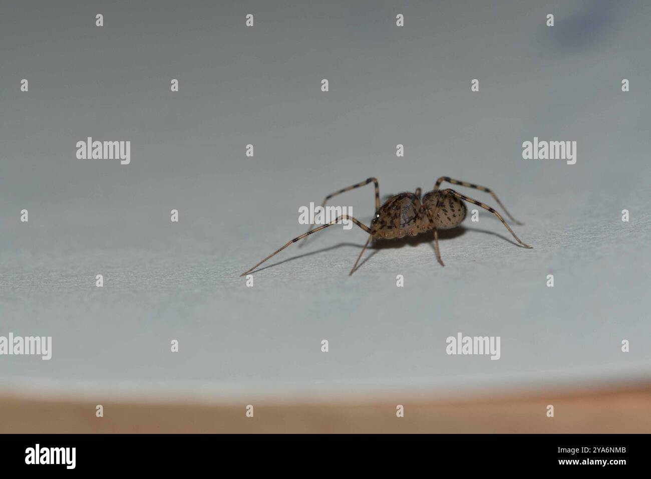 Common Spitting Spider (Scytodes thoracica) Arachnida Stock Photo - Alamy