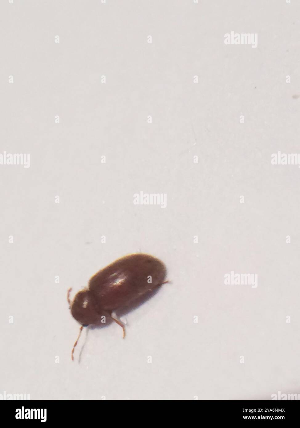 Deathwatch, Spider, and Wood-borer Beetles (Ptinidae) Insecta Stock ...