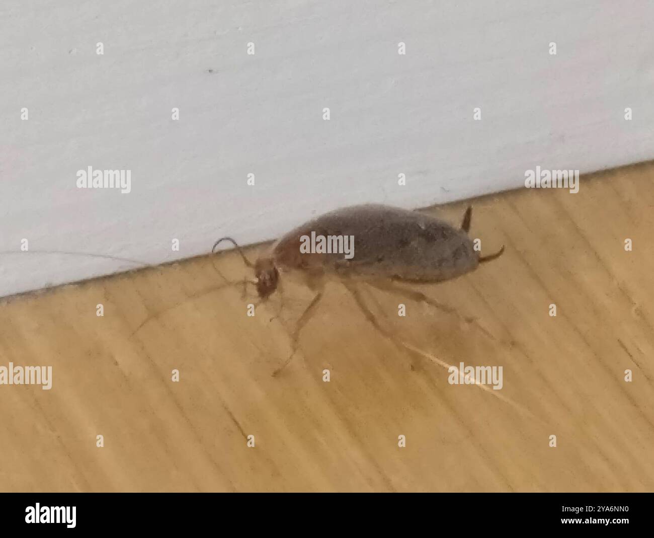 Ectobius lapponicus dusky cockroach hi-res stock photography and images ...