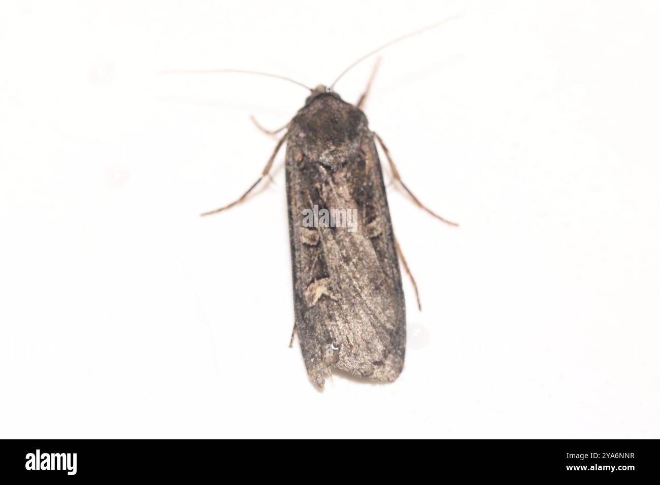 Finnish Dart (Actebia fennica) Insecta Stock Photo - Alamy