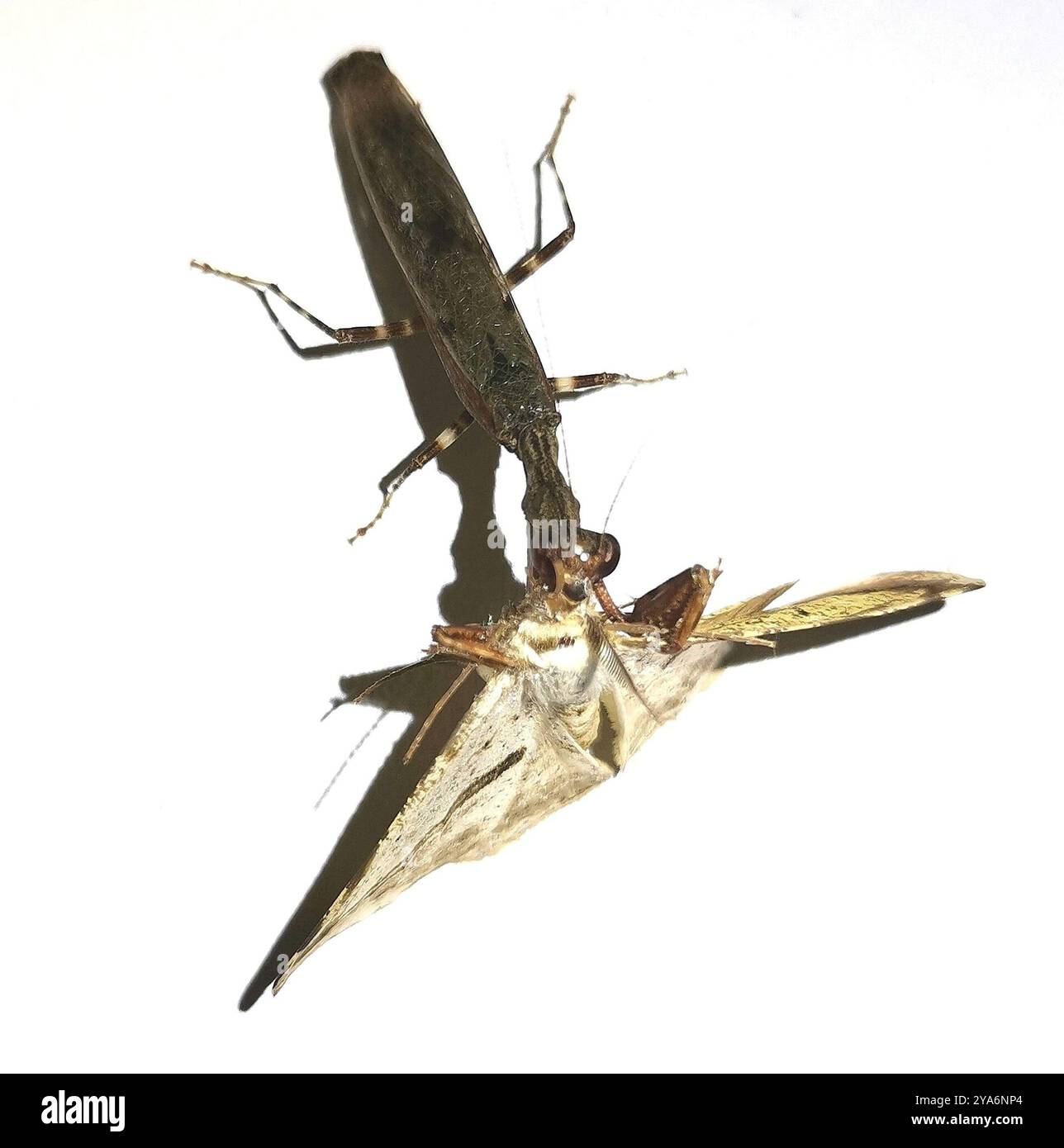 (Raptrix occidentalis) Insecta Stock Photo - Alamy